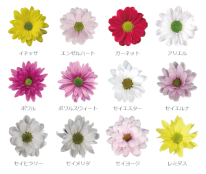 スプレーマム | 花まるごとサイト