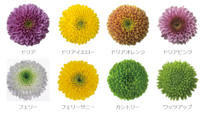 スプレーマム | 花まるごとサイト